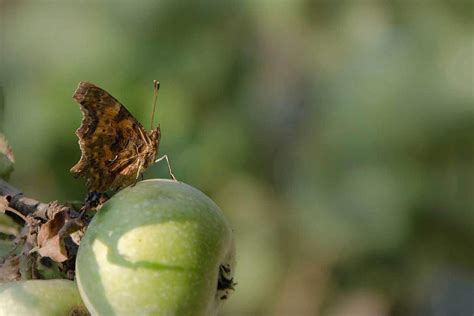 How To Get Rid Of Codling Moth In Apple Trees 7 Practical Methods