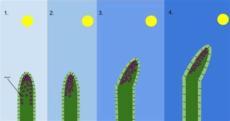 Plant Hormones Flashcards Quizlet