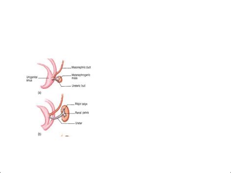 Будова та розвиток чоловічих і жіночих статевих органів презентация