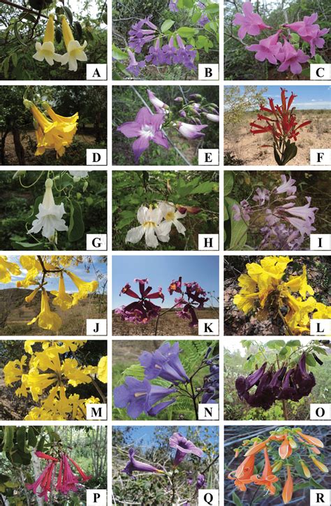 Representatives Of The Bignoniaceae In The Raso Da Catarina Ecoregion