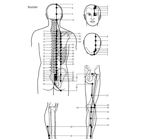 Acupuncture Bladder Meridian Good Shepherd Acupuncture Bladder