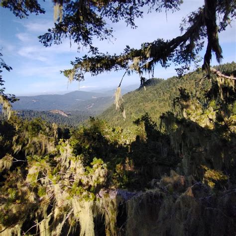 Redwood Forest Defense Trinidad Ca