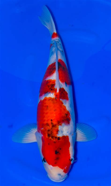 Dainichi Showa Select Nishikgoi International