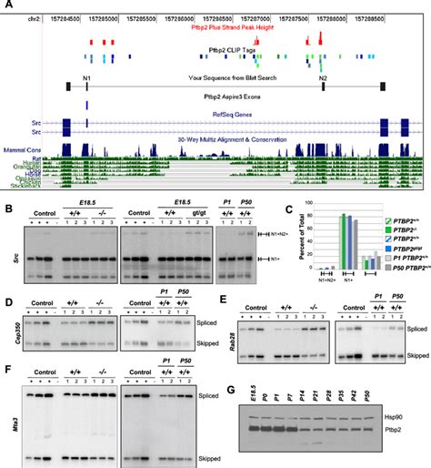 Ptbp2 Inhibits Developmentally Regulated Adult Enriched Alternative