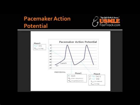 Pacemaker Action Potential