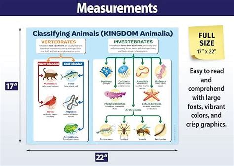 Animal Kingdom Classification Poster Pack Of 10 Laminated 17 X 22