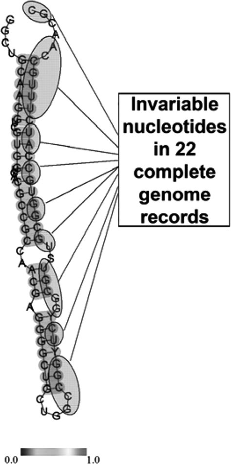 Predicted Secondary Structure Of The Putative Microrna Precursor From