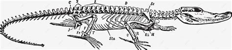 Crocodile Skeletonvintage Illustration Crocodile Anatomy Black Vector