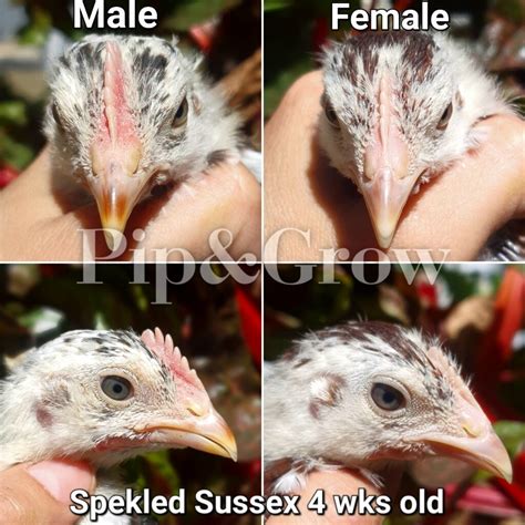 Sussex Sexing Tips Pip Grow
