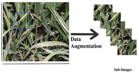Figure 1 From Automated Detection Of Wheat Powdery Mildew Using Yolact