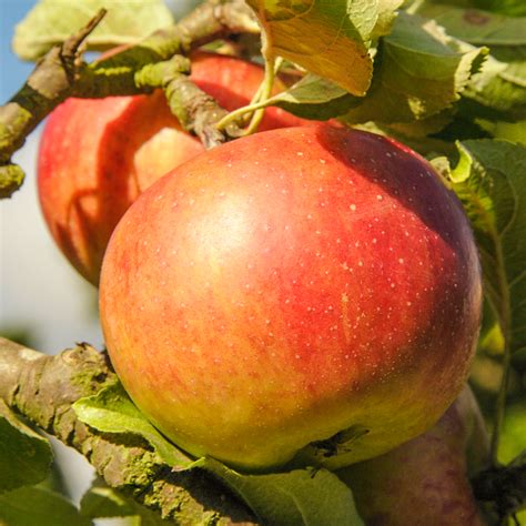 Apple Pixie 12l 4 5ft 247plants