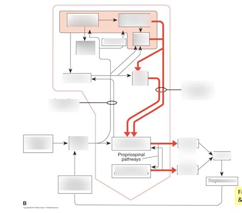 Pathways Diagram Quizlet