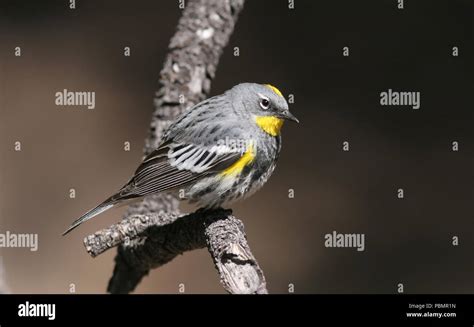 Yellow Rumped Warbler Audubons Form May 2nd 2008 Bryce Canyon