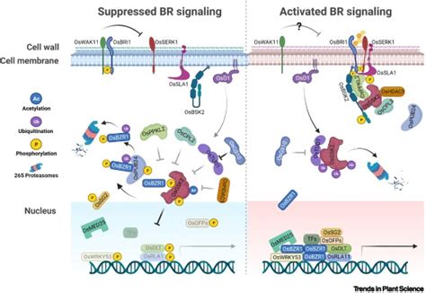 Leveraging Brassinosteroids Towards The Next Green Revolution Trends In Plant Science