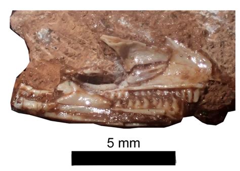 Modern Lizards In The Triassic