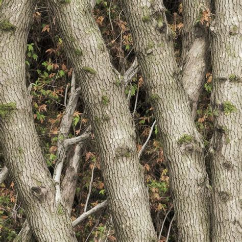 Tactical Camouflage 251 Pattern Crew