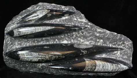Orthoceras Fossils For Sale