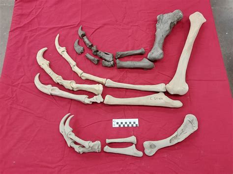 Fossils Are Shaped By People Does That Matter