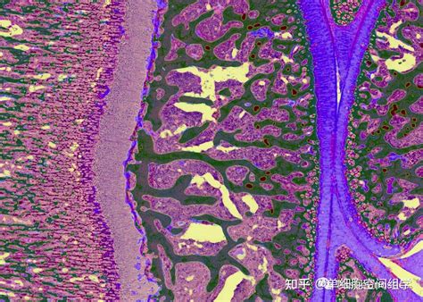 案例 Tissue Cytometry全景超大尺寸组织流式定量分析技术在骨组织方向研究 知乎