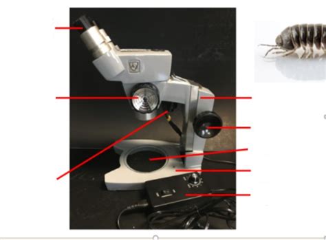 Bio Lab Dissecting Scope Diagram Quizlet