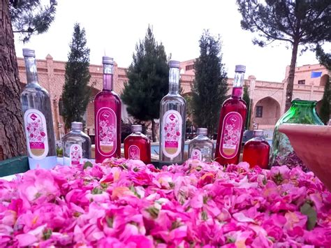 گلاب گیری کاشان 1403 فصل و زمان، روش، مراسم، تاریخچه متین آباد