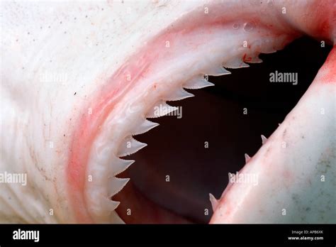 Blue Shark Teeth Modern Shark Teeth For Sale Buried Treasure Fossils