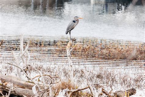 Birding In Alabama Where To See Spectacular Wildlife In The South