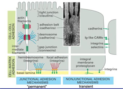 Bioc 212 Lec 27 Cell Adhesion 4 Flashcards Quizlet