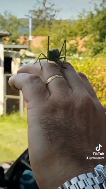 grasshopper shortsvideo grasshopper nature shorts trending