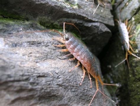 바다의 바퀴벌레 인스티즈 Instiz 이슈 카테고리