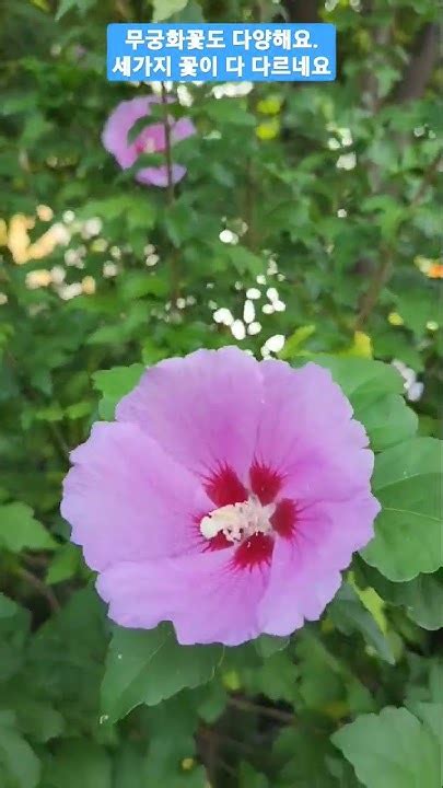 광복절 무궁화 Youtube