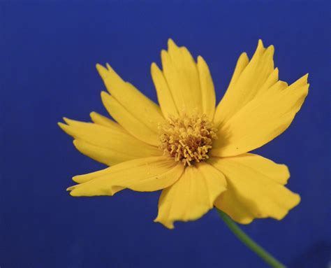Coreopsis Lanceolata Asteraceae