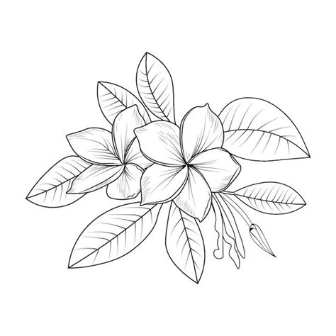 Plumeria Drawing By Timchris On Deviantart Artofit