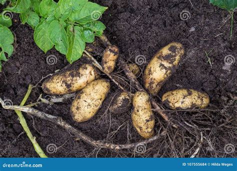 Сорт картошки дрова фото: описание сорта картофеля, отзывы о вкусовых ...