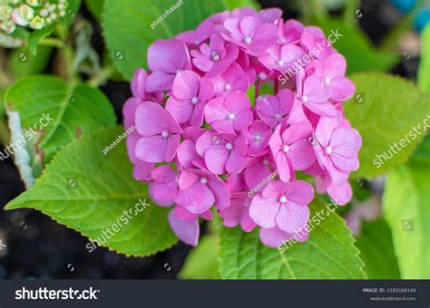 Bigleaf Hydrangea Leaf