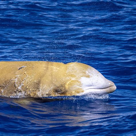 Cuviers Beaked Whale Never Before Seen Drone Footage Of Cuviers