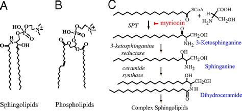Sphingophospholipid Structure