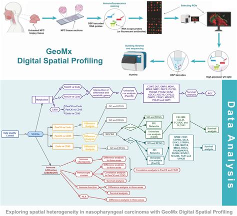 Exploration Of Spatial Heterogeneity Of Tumor Microenvironment In Nasopharyngeal Carcinoma Via