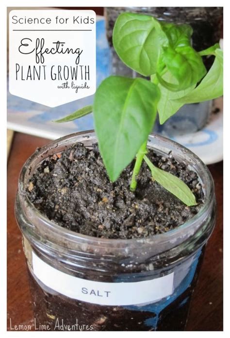 Plant Growth Experiment Ideas