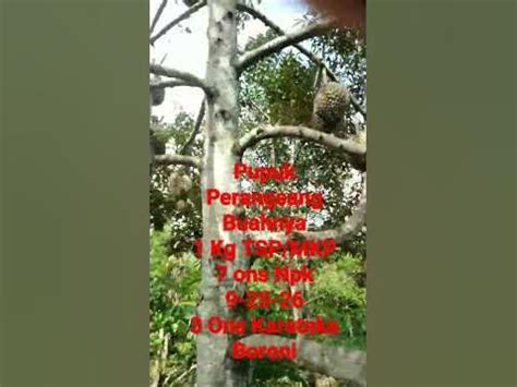 PUPUK RAHASIA DURIAN BERBUAH LEBAT - YouTube