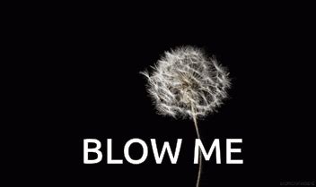 Blow Me  Blow Me Flower Ищите  файлы и обменивайтесь ими