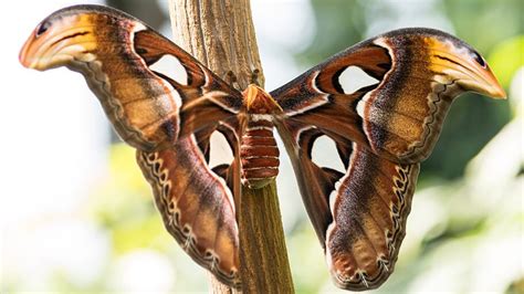 10 Weird Australian Insects You Wont Believe Exist