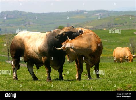 Laccouplement Dune Vache Aubrac Et Bull La Transhumance Les
