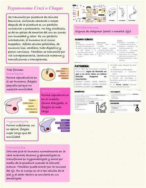 Micro Chagas Ohanna Cristina Udocz