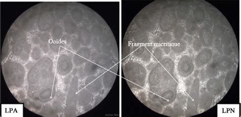 Photos Of The Thin Slide Of Sample Kd 17 Download Scientific Diagram