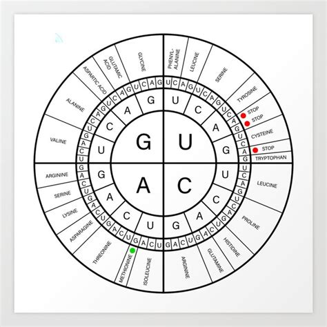 Mrna Codon Wheel Art Print By Objetdart Society6