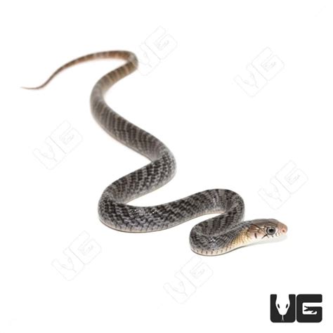 Yellowtail Cribo For Sale Underground Reptiles