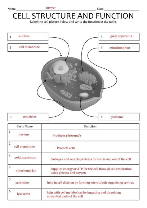 Cells And Their Organelles Worksheet Structure And Function Cell