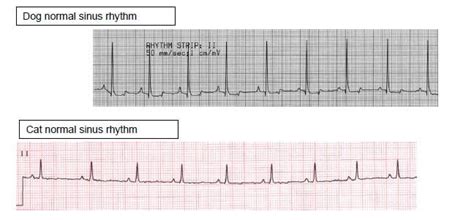 Faculty Syllabus Electrocardiography Advanced Concepts Cardiorush