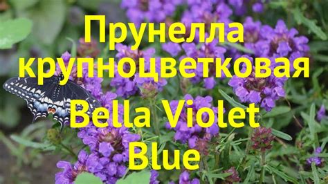 Прунелла крупноцветковая. Краткий обзор, описание prunella grandiflora ...